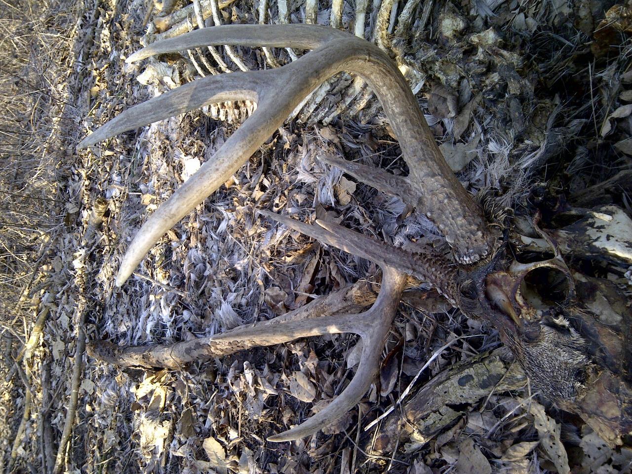 Dead buck found at Grand Valley