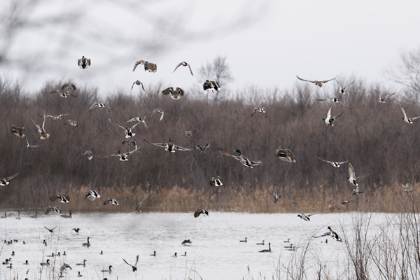 Objective Driven Waterfowl Design & Management -LandCo - Illinois Land ...